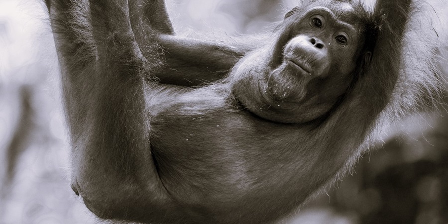 El «gen saltarín» puede haber borrado las colas en humanos y otros ...