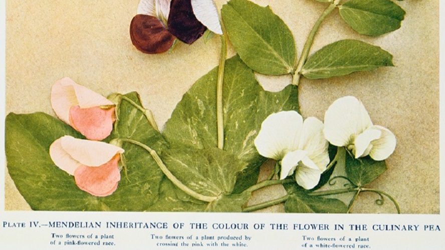 El verdadero legado de Gregor Mendel a 200 años de su nacimiento ...