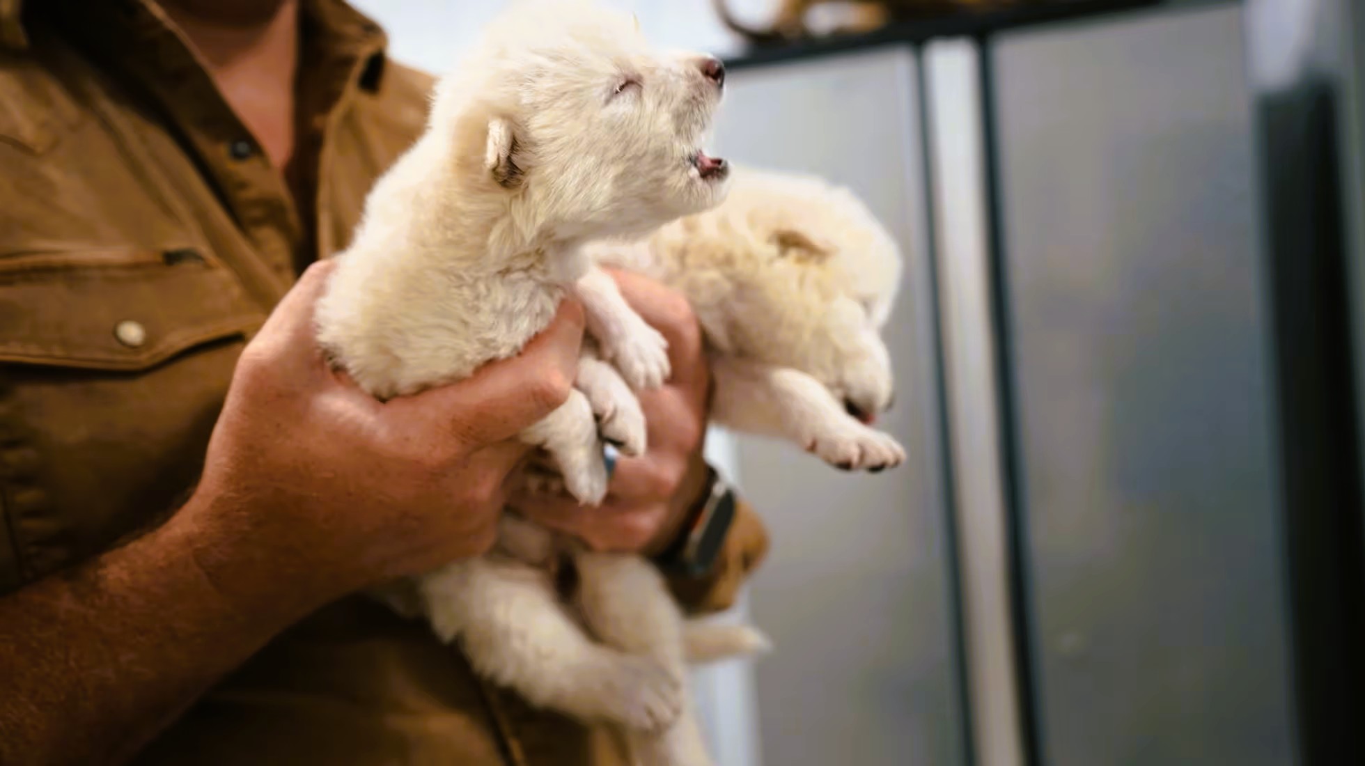 Científicos reviven al lobo gigante que dejó de rugir hace 10 mil años ...