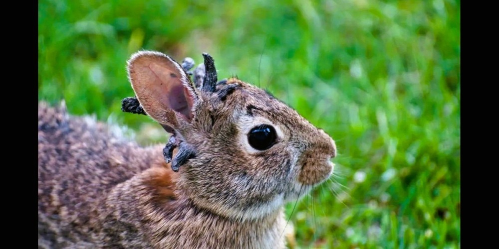 La extraña historia de los conejos con cuernos «zombie» – CientíficaMente